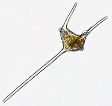 EcoTaxa FairScope x Reference Demo