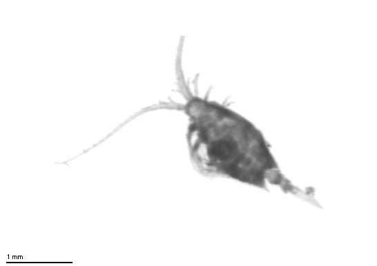 EcoTaxa _Zooscan_Reference