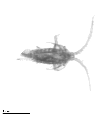 EcoTaxa _Zooscan_Reference