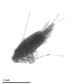 EcoTaxa _Zooscan_Reference