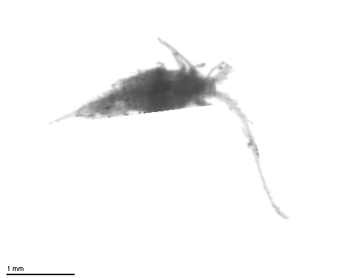 EcoTaxa _Zooscan_Reference