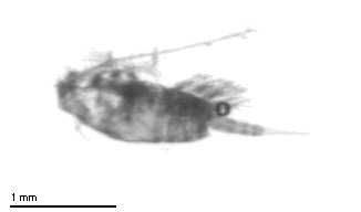 EcoTaxa _Zooscan_Reference
