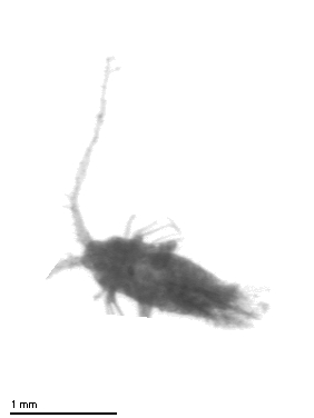 EcoTaxa _Zooscan_Reference