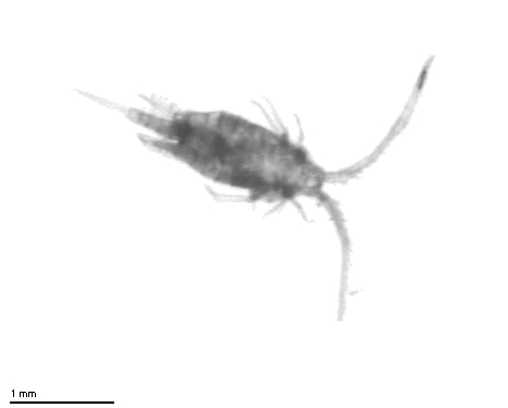 EcoTaxa _Zooscan_Reference