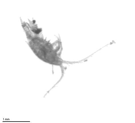EcoTaxa _Zooscan_Reference