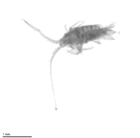 EcoTaxa _Zooscan_Reference