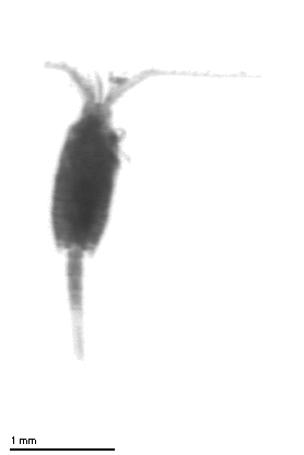EcoTaxa _Zooscan_Reference