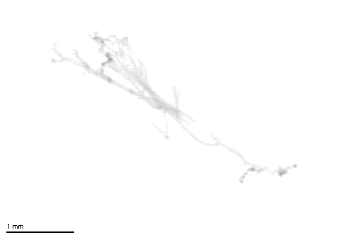 EcoTaxa _Zooscan_Reference