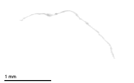 EcoTaxa _Zooscan_Reference