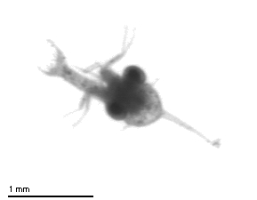 EcoTaxa _Zooscan_Reference