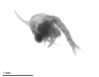 EcoTaxa _Zooscan_Reference